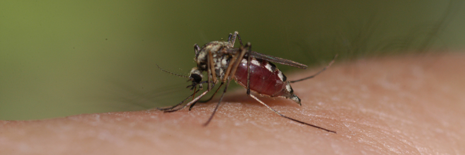 What You Need to Know About EEE Virus and Mosquito Control